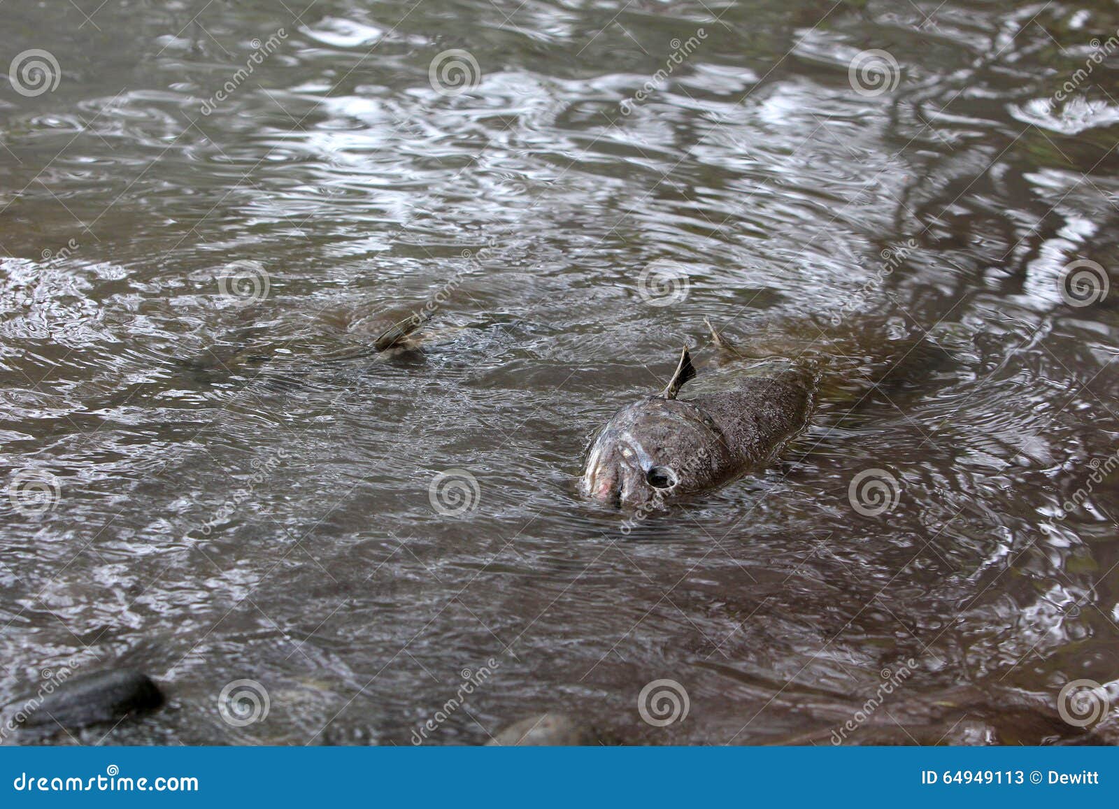 Rotting Fish Royalty-Free Stock Photography | CartoonDealer.com #13331567