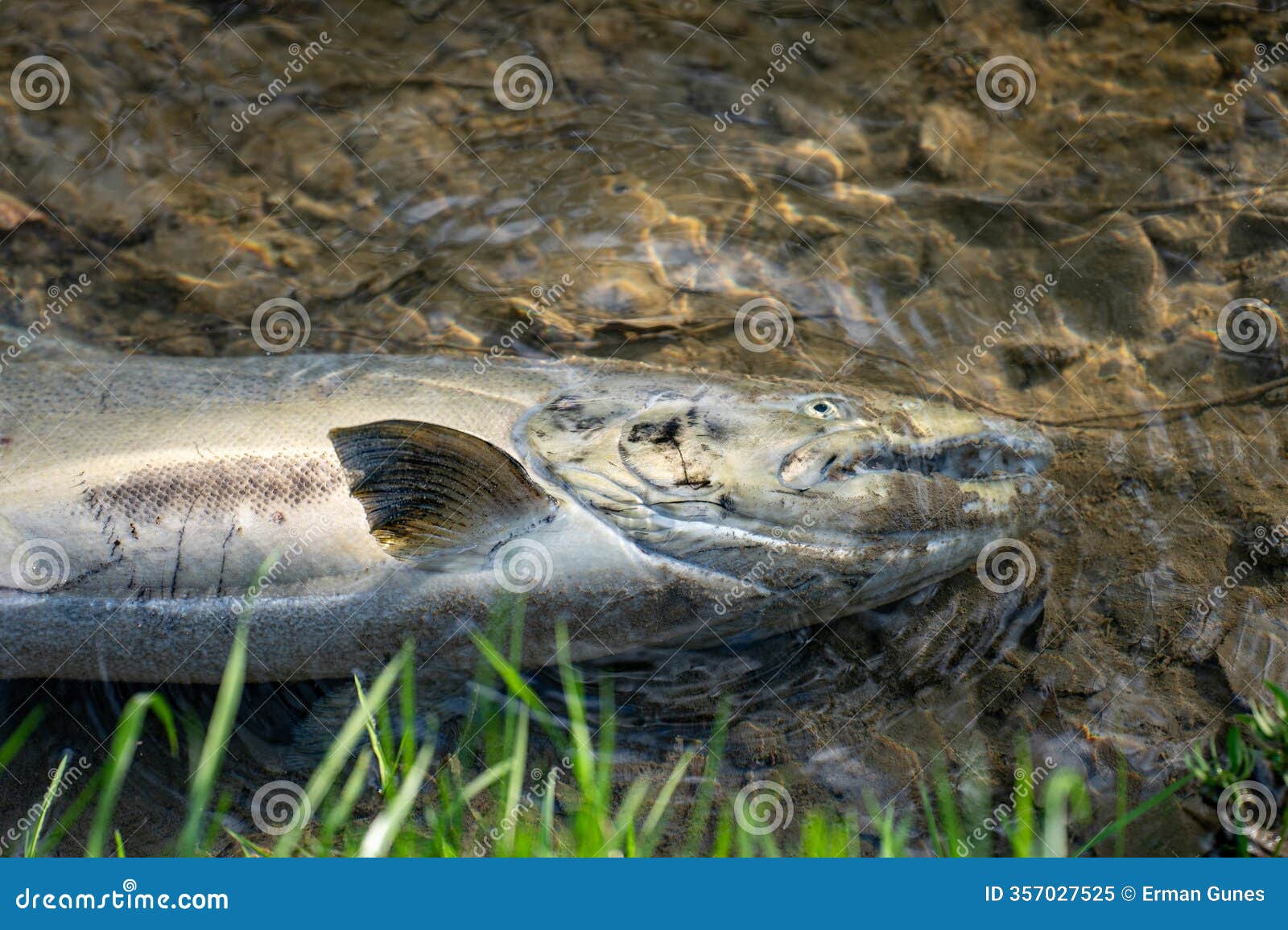 Dead Salmon Fish in a Stream Stock Image - Image of decay, balance ...