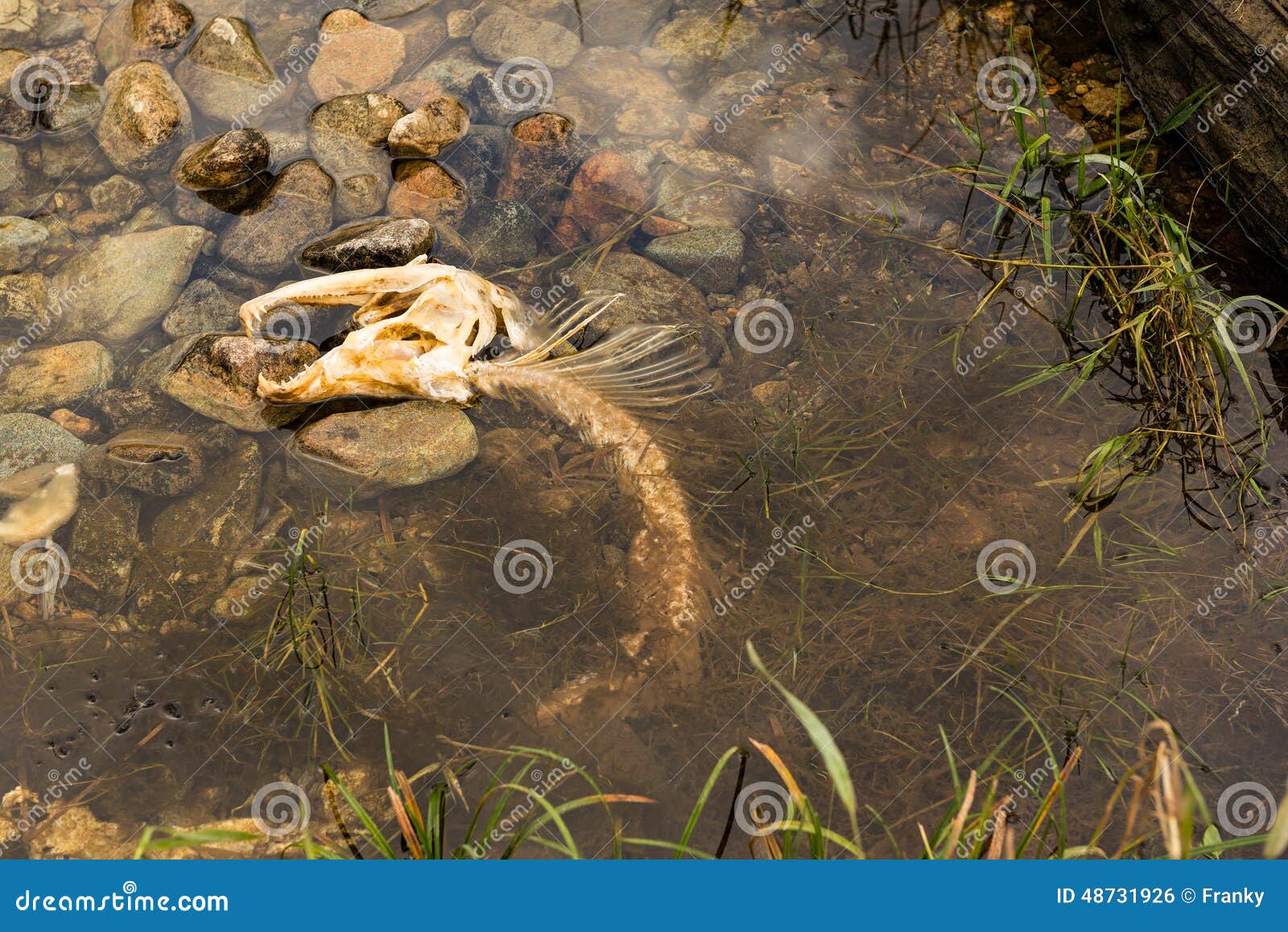 Dead salmon stock photo. Image of fishbone, fish, national - 48731926