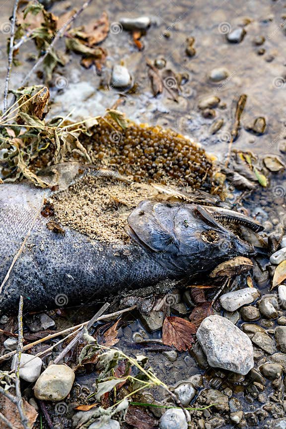 Dead Salmon in a Stream with Visible Maggots Stock Image - Image of ...