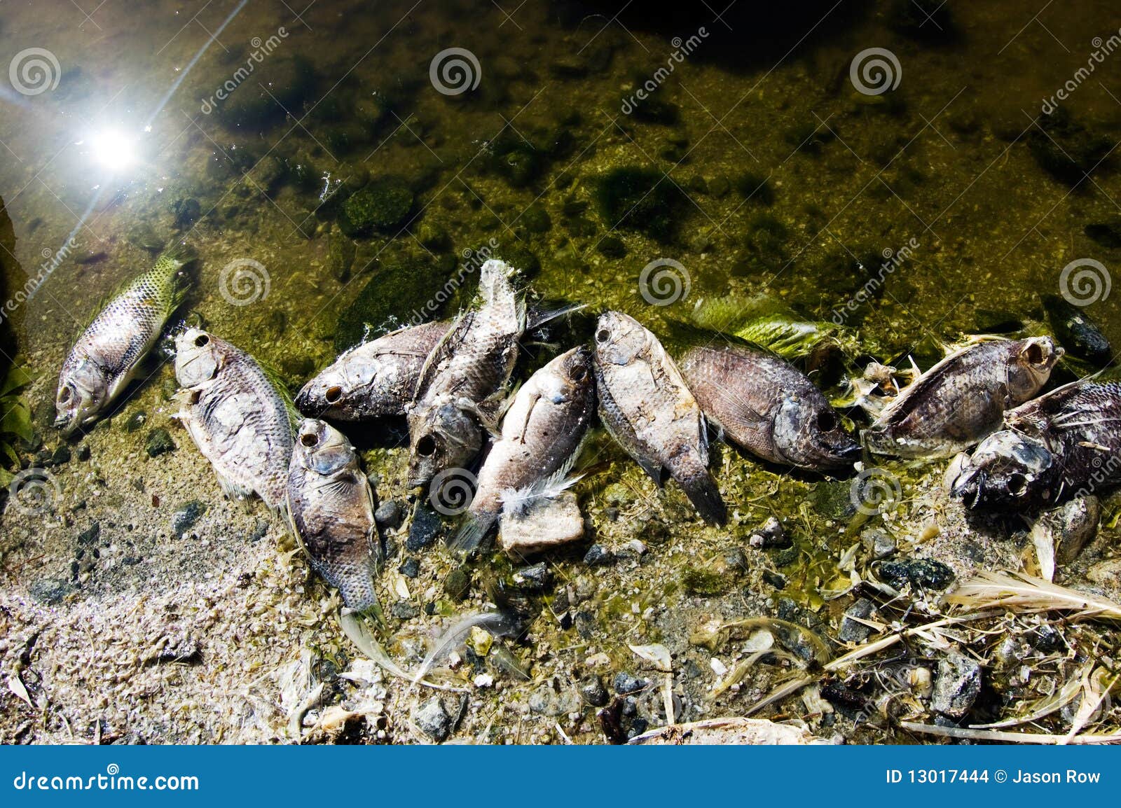 Rotting Fish Royalty-Free Stock Photography | CartoonDealer.com #13331567