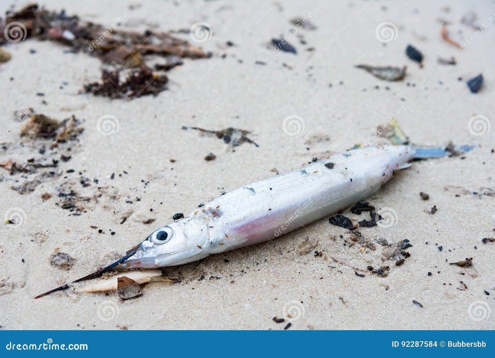Dead Sea Fish on the Beach. Stock Photo - Image of food, damage: 92287584