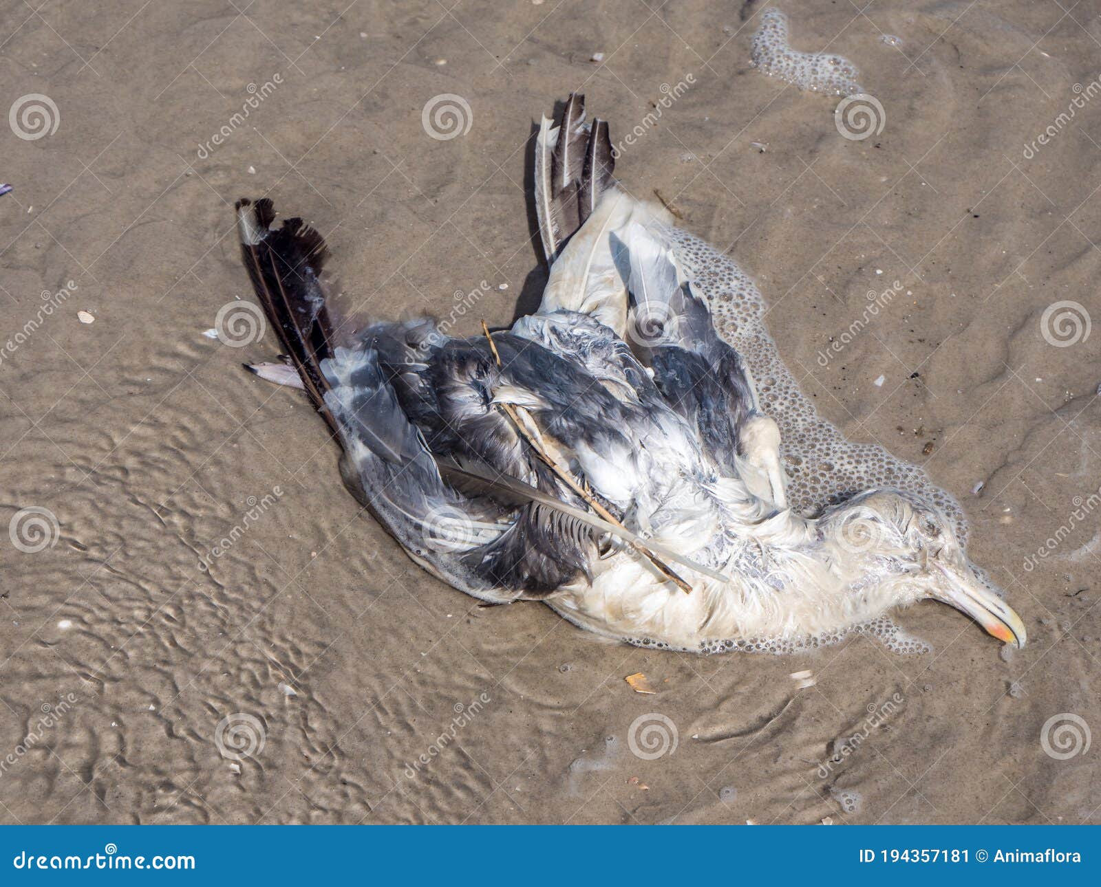 Dead Sea Gull on the Beach stock image. Image of health - 194357181