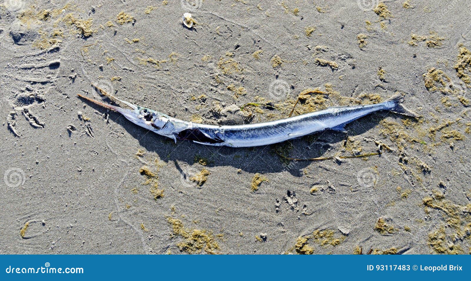 Dead sea needle stock image. Image of needle, fish, dead - 93117483