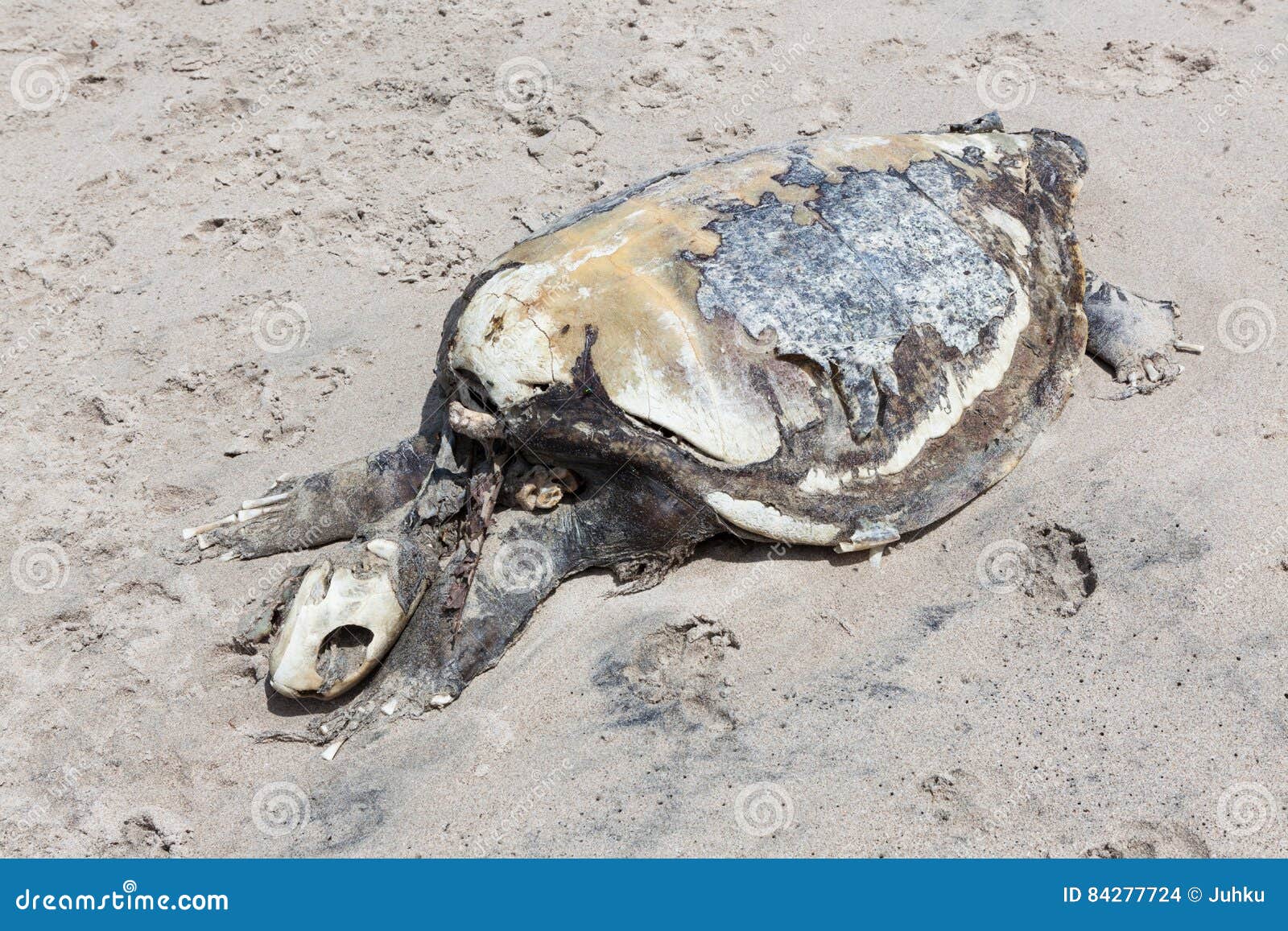 Dead sea turtle stock photo. Image of wildlife, victims - 84277724