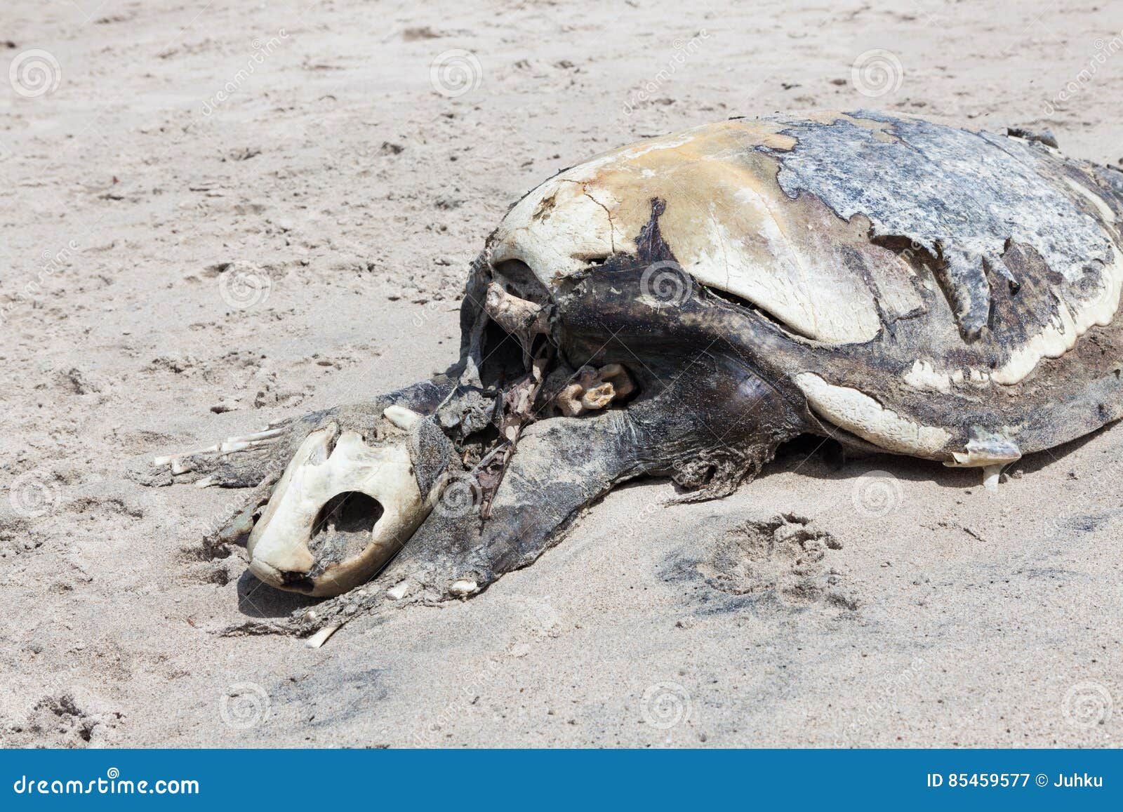 Dead sea turtle stock image. Image of dead, vulnerable - 85459577