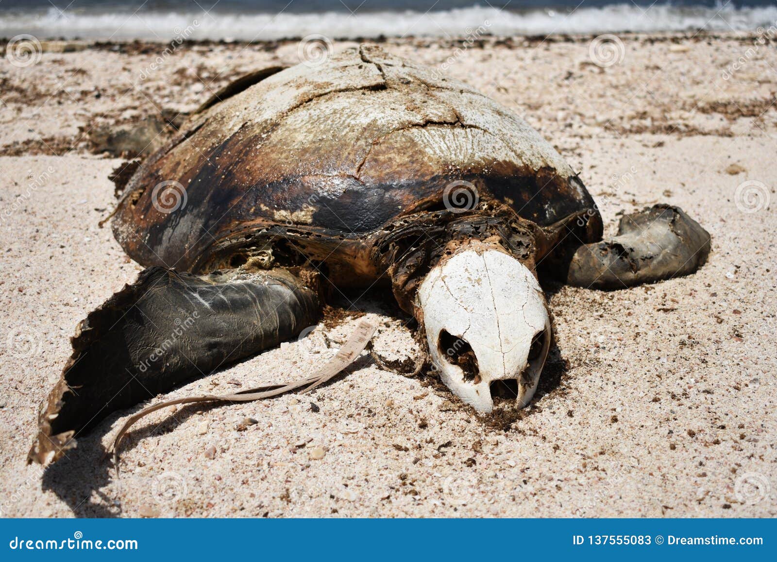 Dead Sea Turtle Burnt on the Beach Stock Image - Image of pollution ...