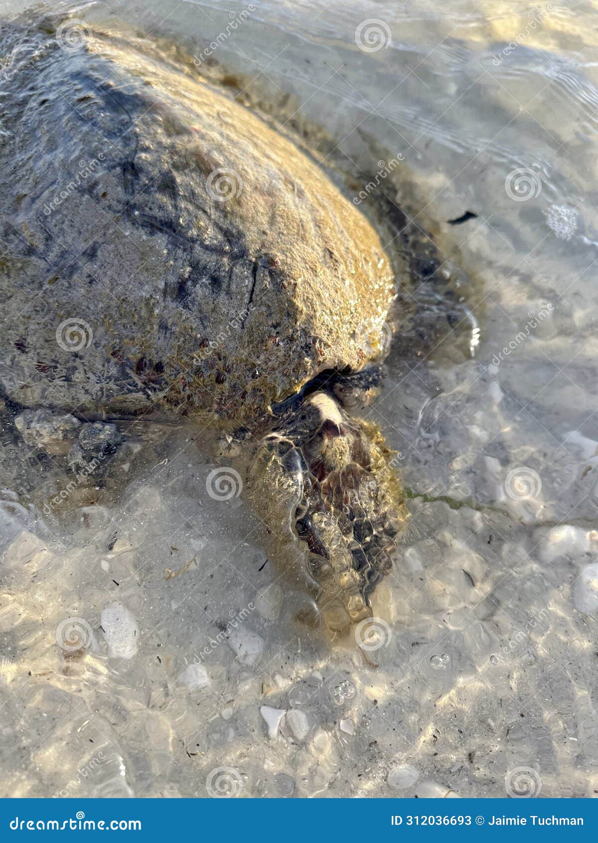 Dead Sea Turtle in the Gulf of Mexico Stock Image - Image of pollution ...