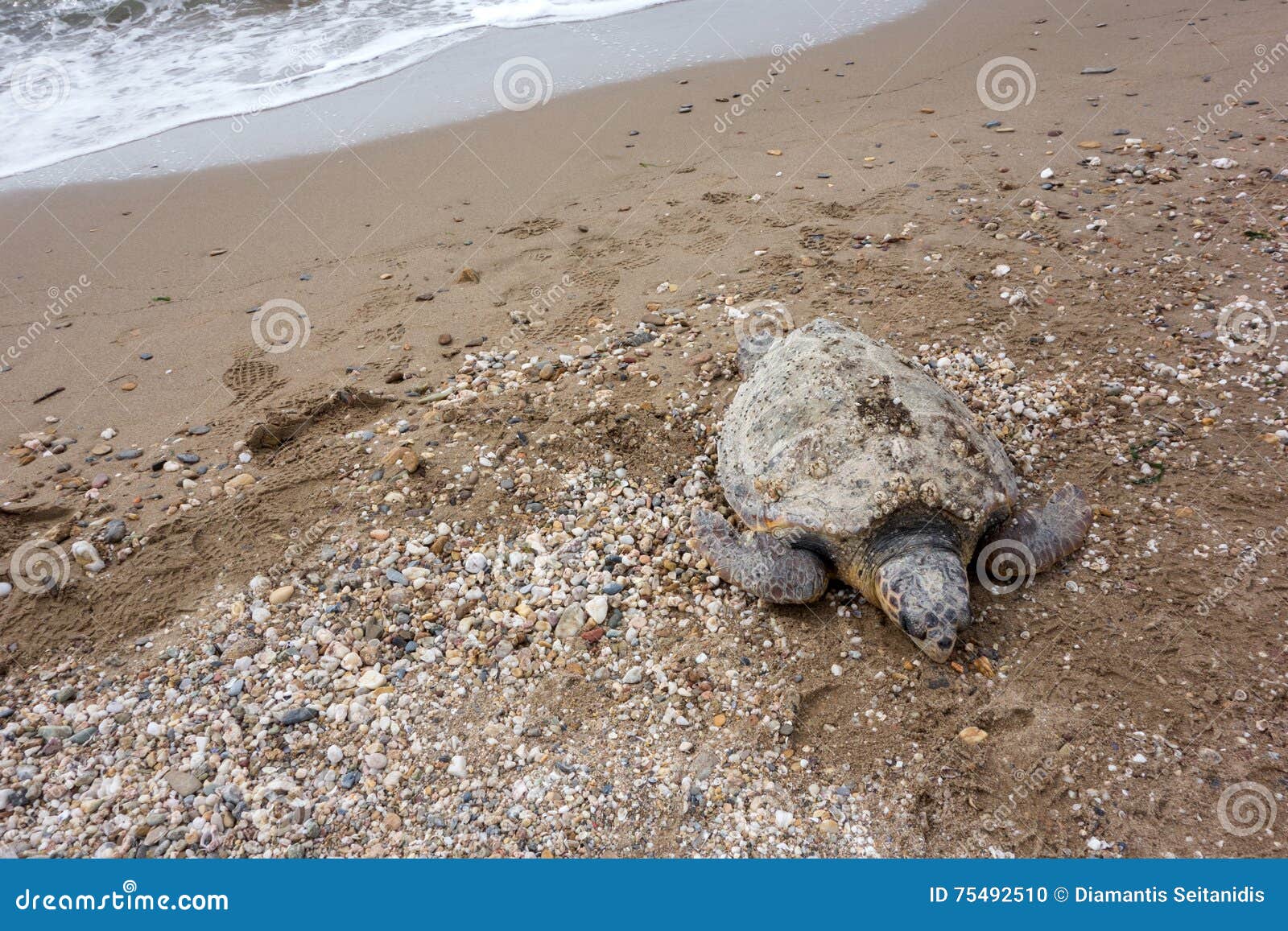 Dead sea turtle stock photo. Image of life, animal, smell - 75492510