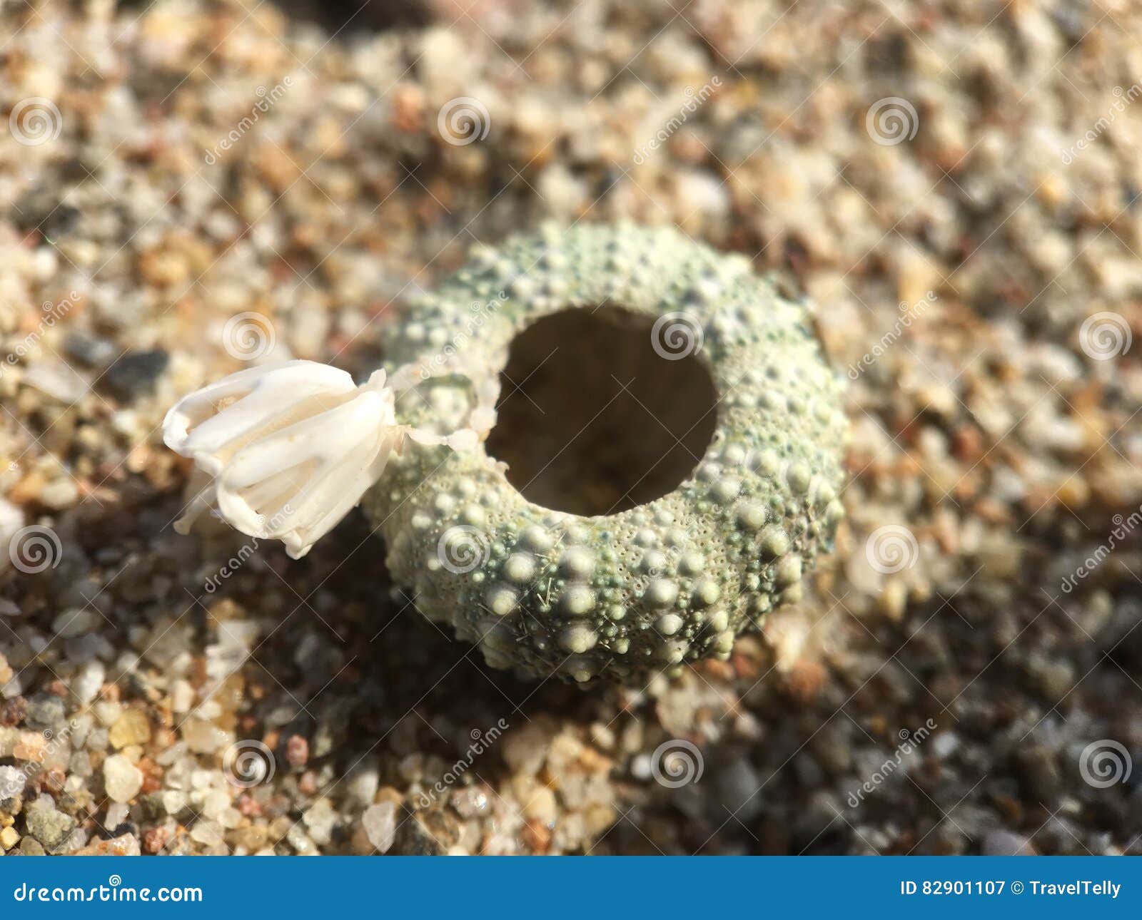 Dead Sea Urchin On The Beach Royalty-Free Stock Photography ...