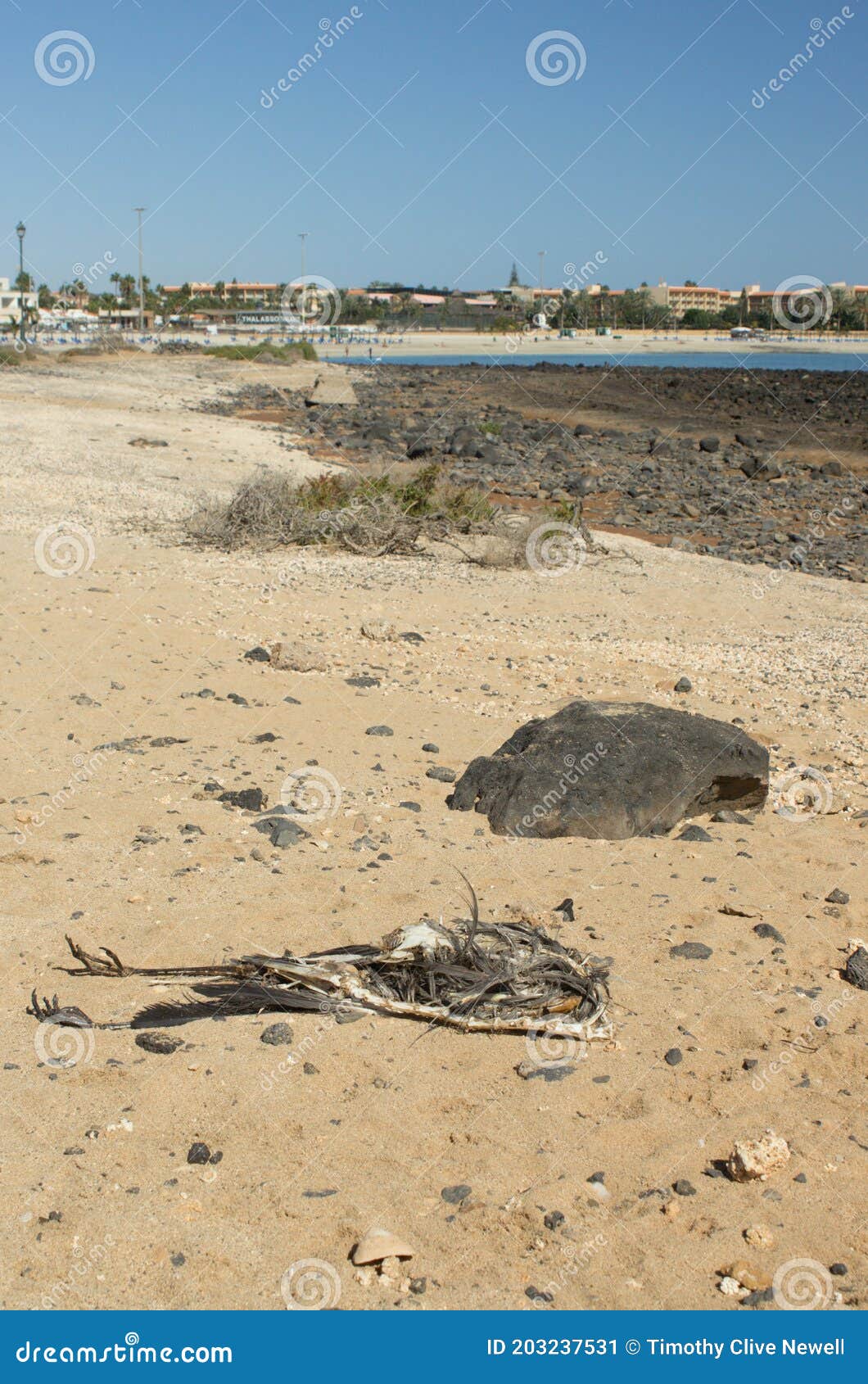 Dead Seabird on Beach Caleta De Fuste, Fuerteventura, Canary Islands ...