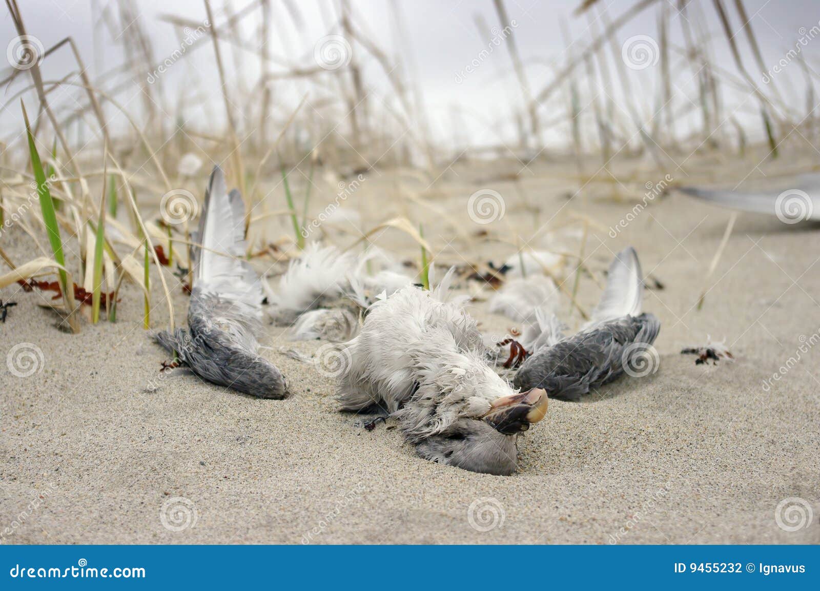 Dead seagull stock photo. Image of death, ecology, hunting - 9455232