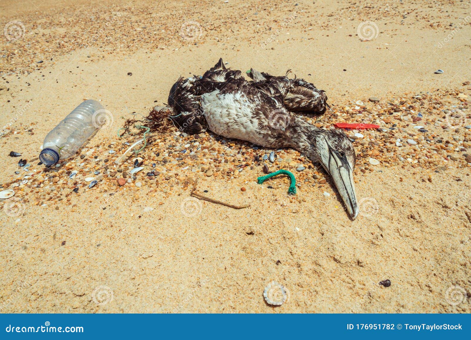 Dead seagull on beach 4 stock photo. Image of bird, beak - 176951782