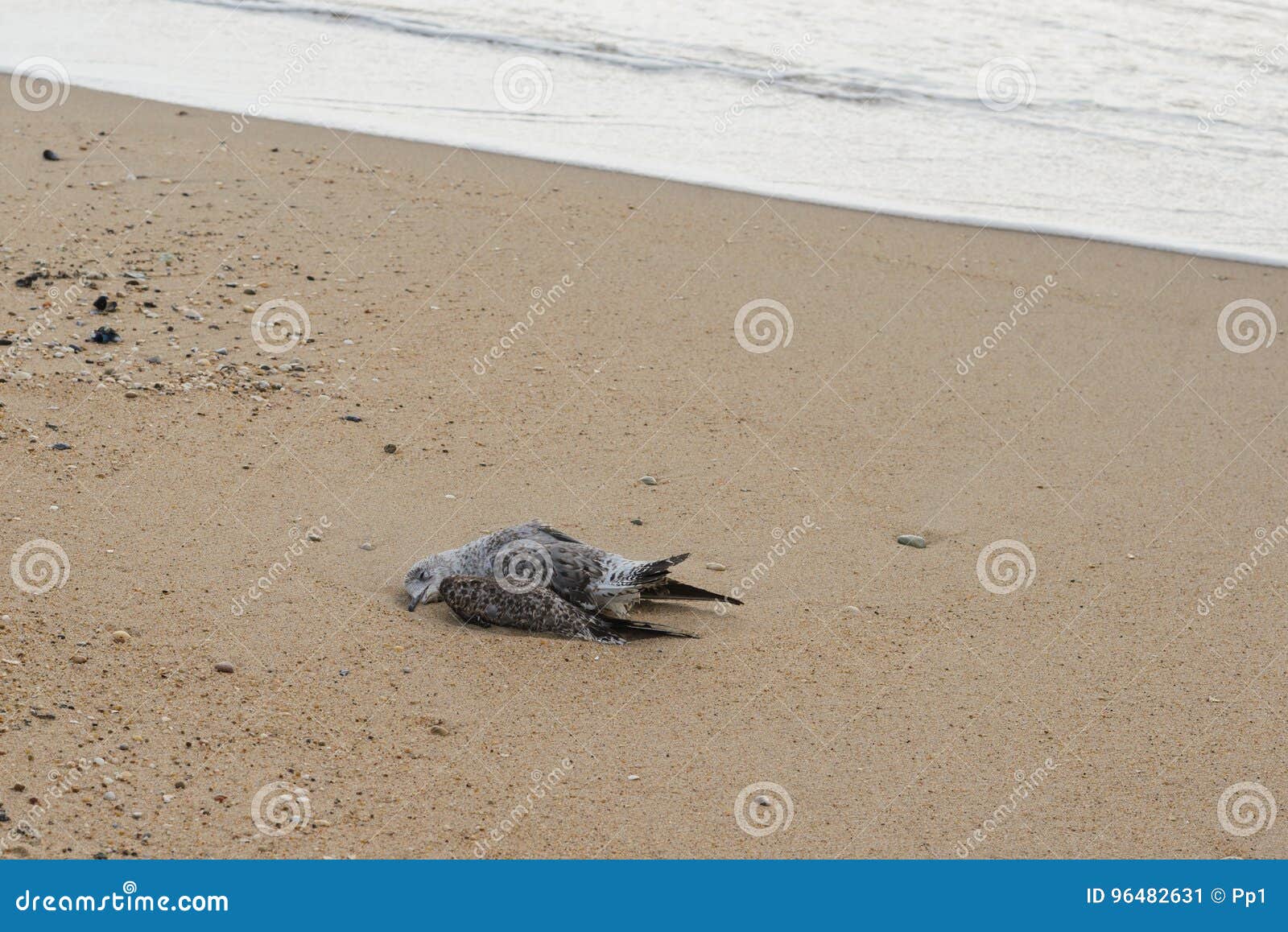 Dead Seagull Bird at Sandy Beach Pollution Bird Flu Stock Image - Image ...
