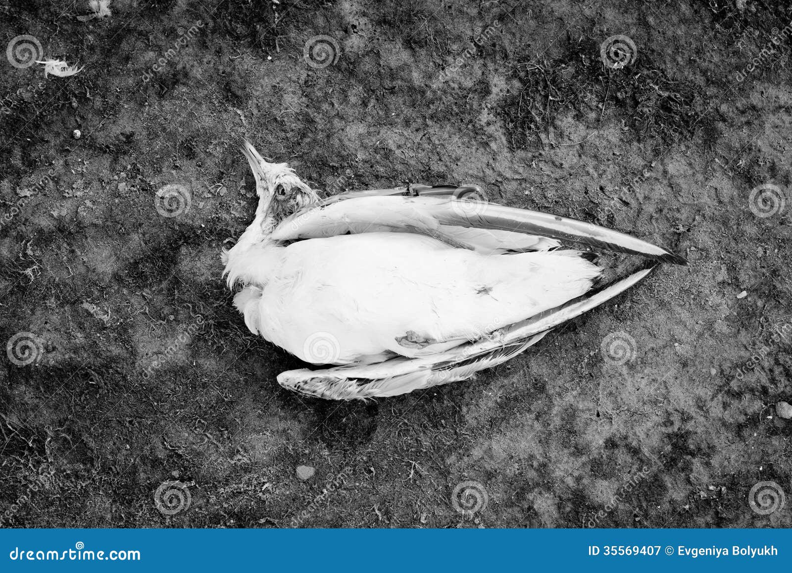 Dead seagull stock image. Image of animal, environmental - 35569407