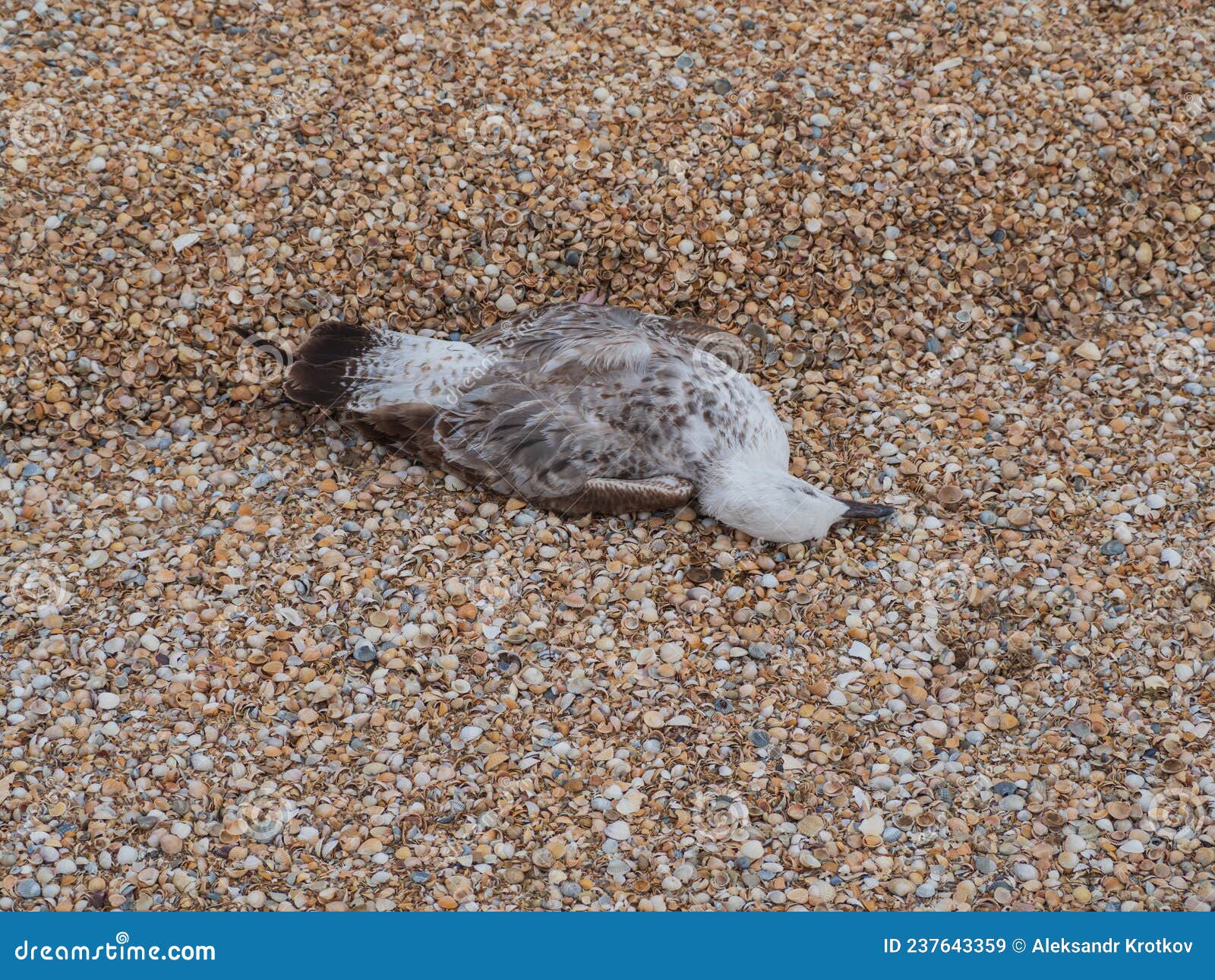 A Dead Seagull Lying on a Seashell Beach. Ecological Disasters and ...