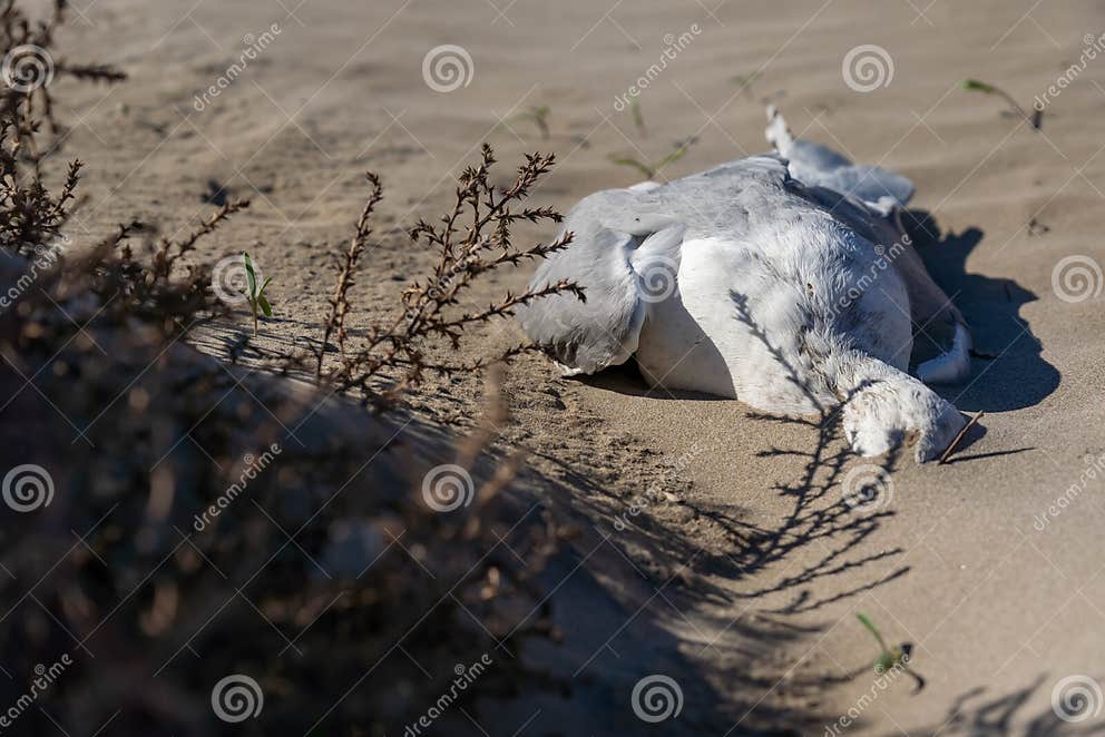 Dead Seagull on Mediterranean Beach Stock Photo - Image of nature ...