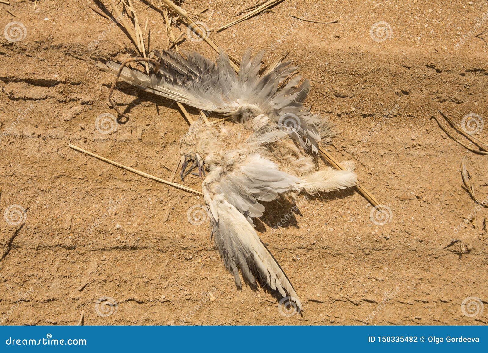 Dead Seagull on the Sand,stuffed Seagull on the Ground Stock Photo ...
