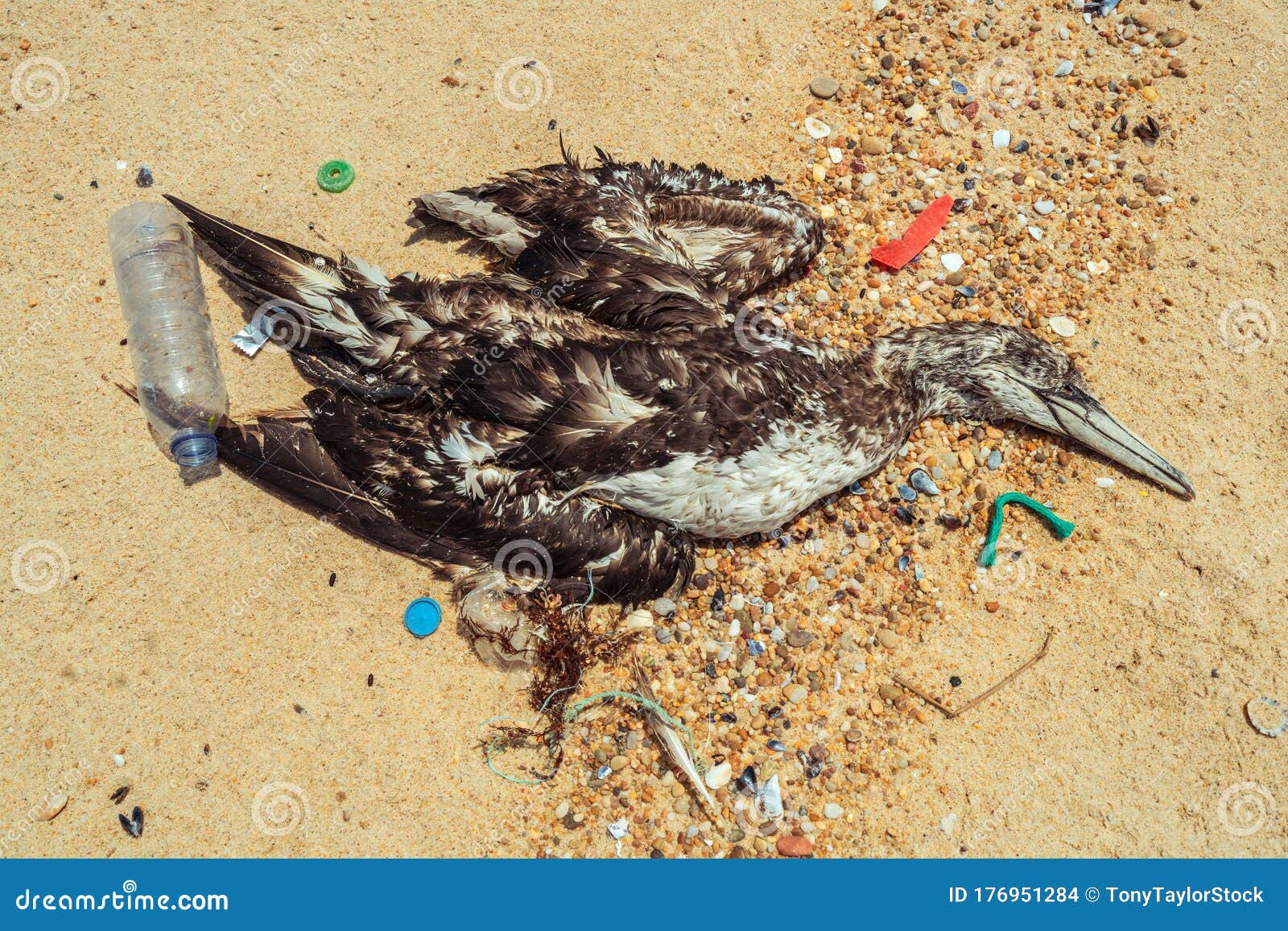 Dead seagull on beach 6 stock photo. Image of detail - 176951284
