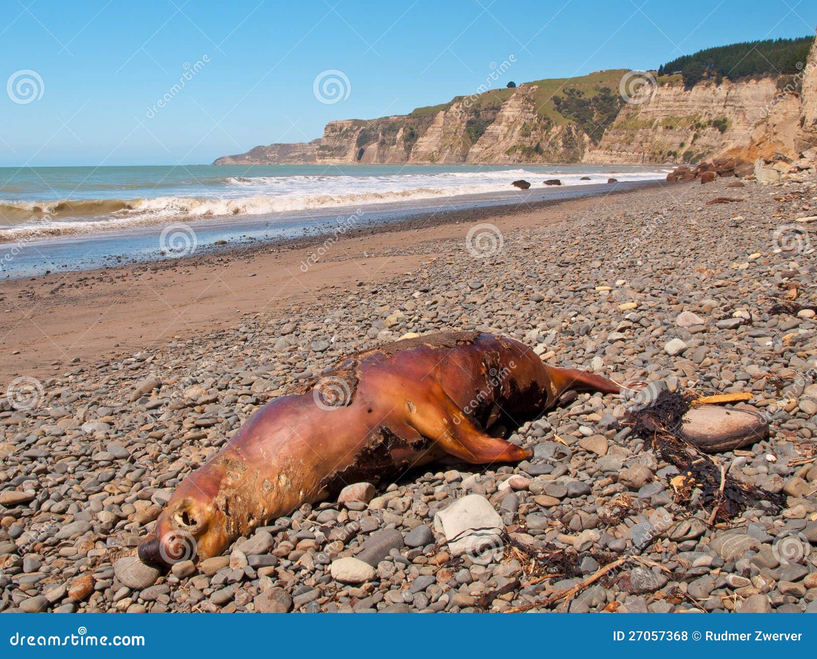 Dead seal stock photo. Image of pacific, nature, fauna - 27057368