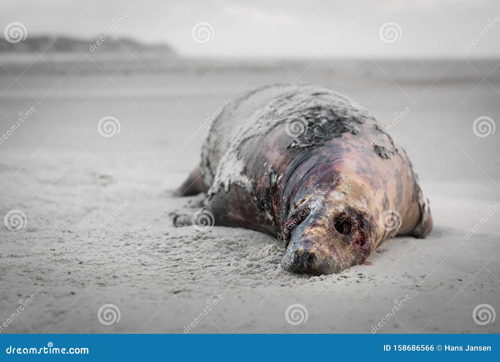 Dead Seal Stock Photos - Download 379 Royalty Free Photos