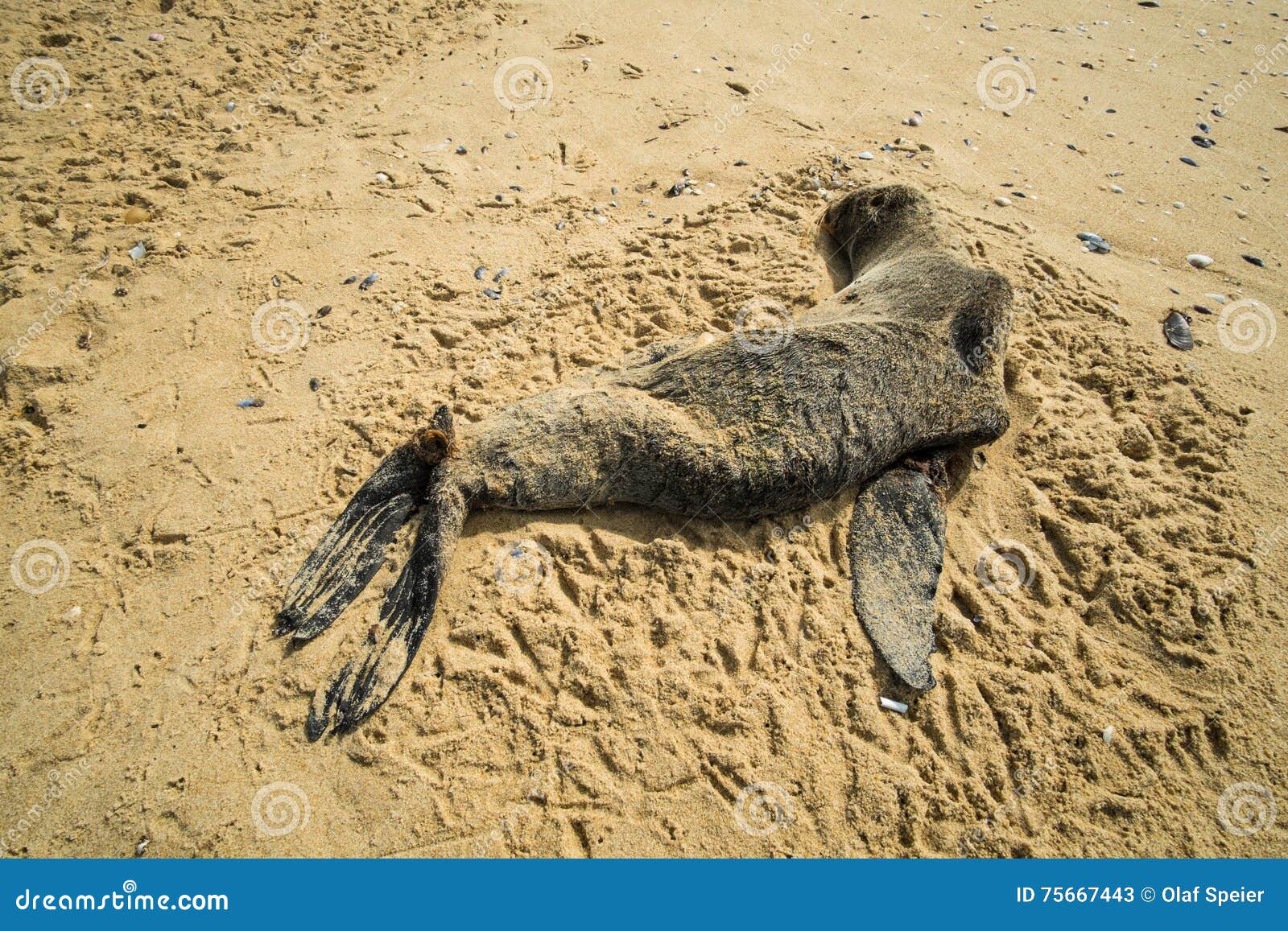 Dead seal stock image. Image of killed, nature, sand - 75667443