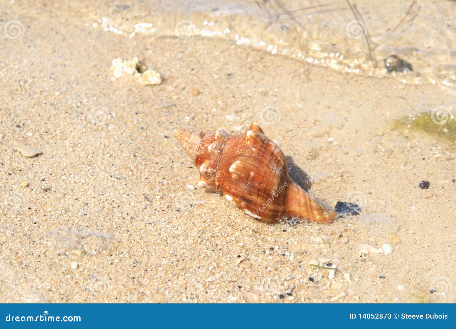 Dead Seashell Washed Ashore Stock Image - Image of ashore, marine: 14052873