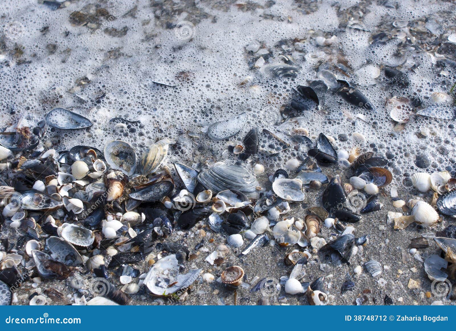 Dead seashells stock photo. Image of closeup, wave, macro - 38748712