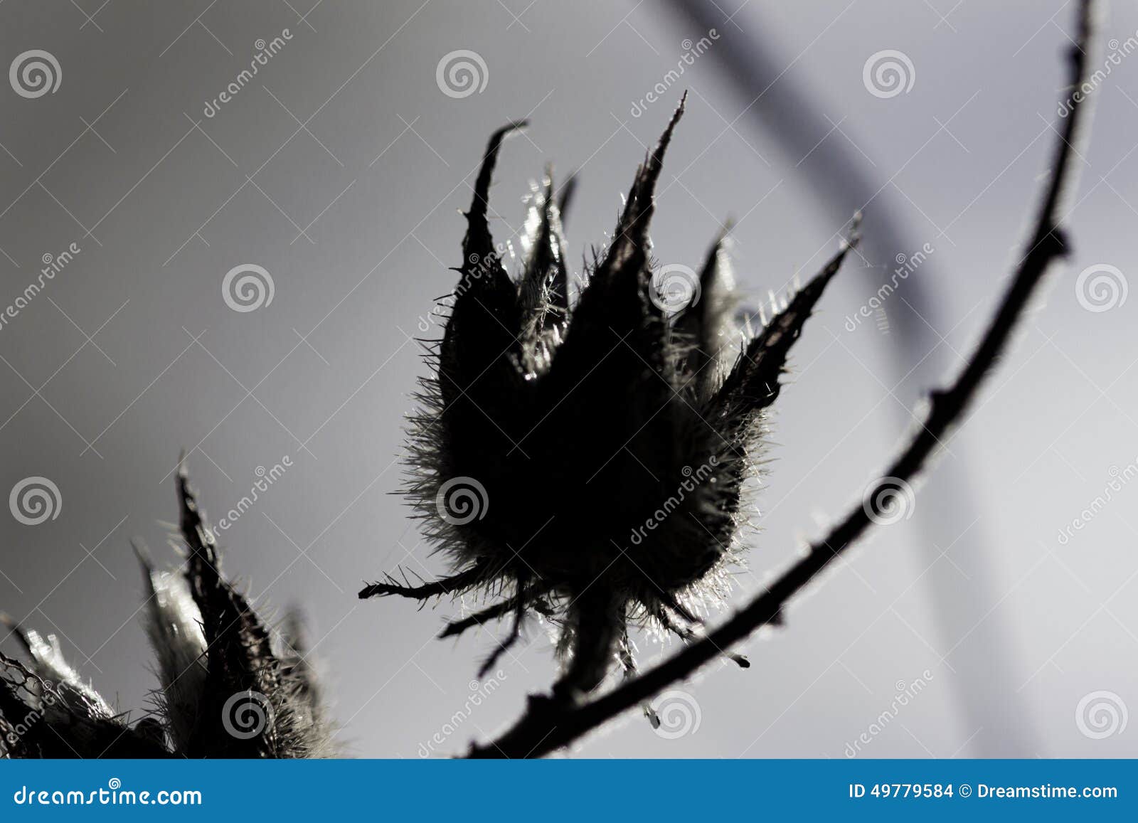 Dead Seed Pod stock photo. Image of root, lavender, droplet - 49779584