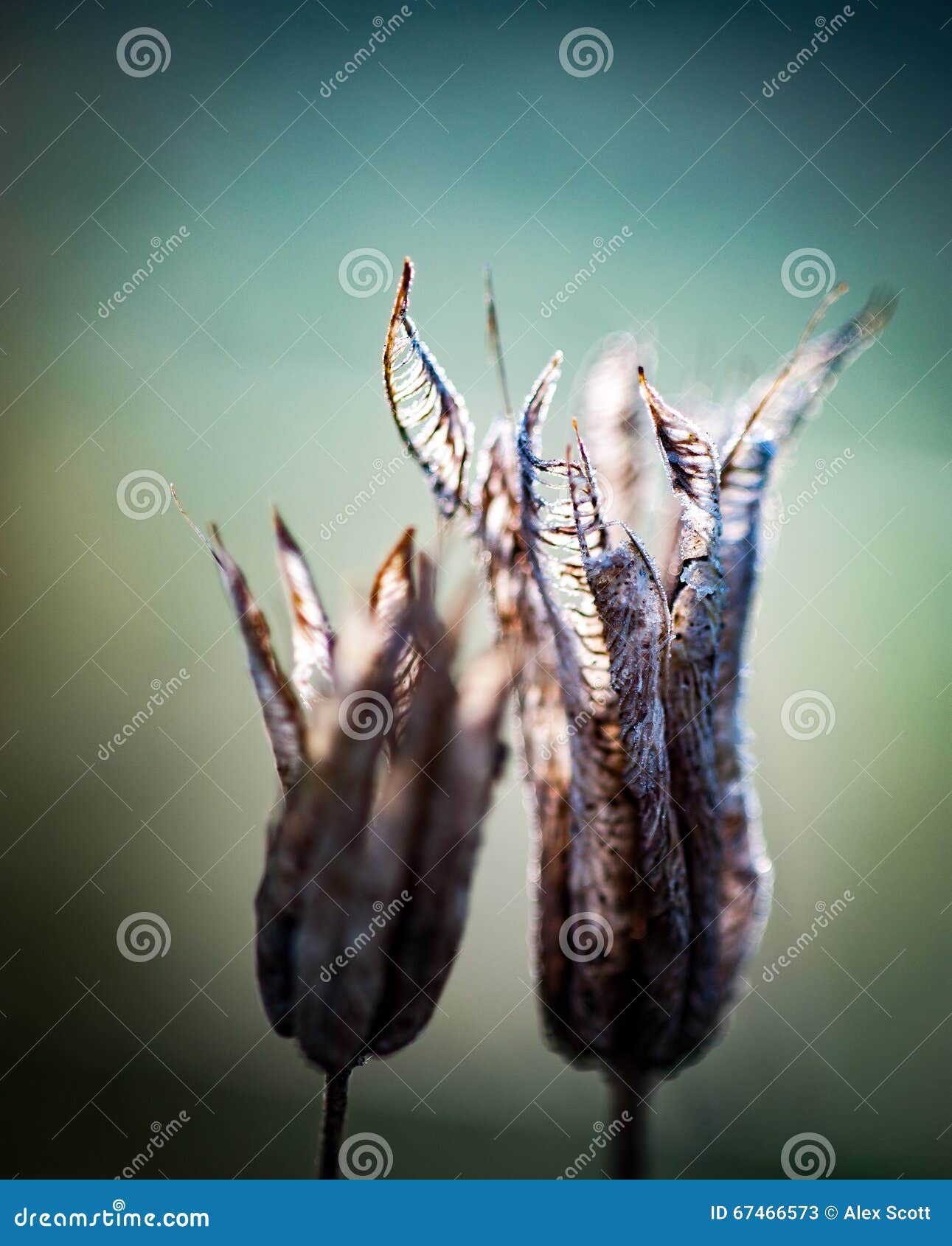 Dead seed pod stock image. Image of conservation, detail - 67466573