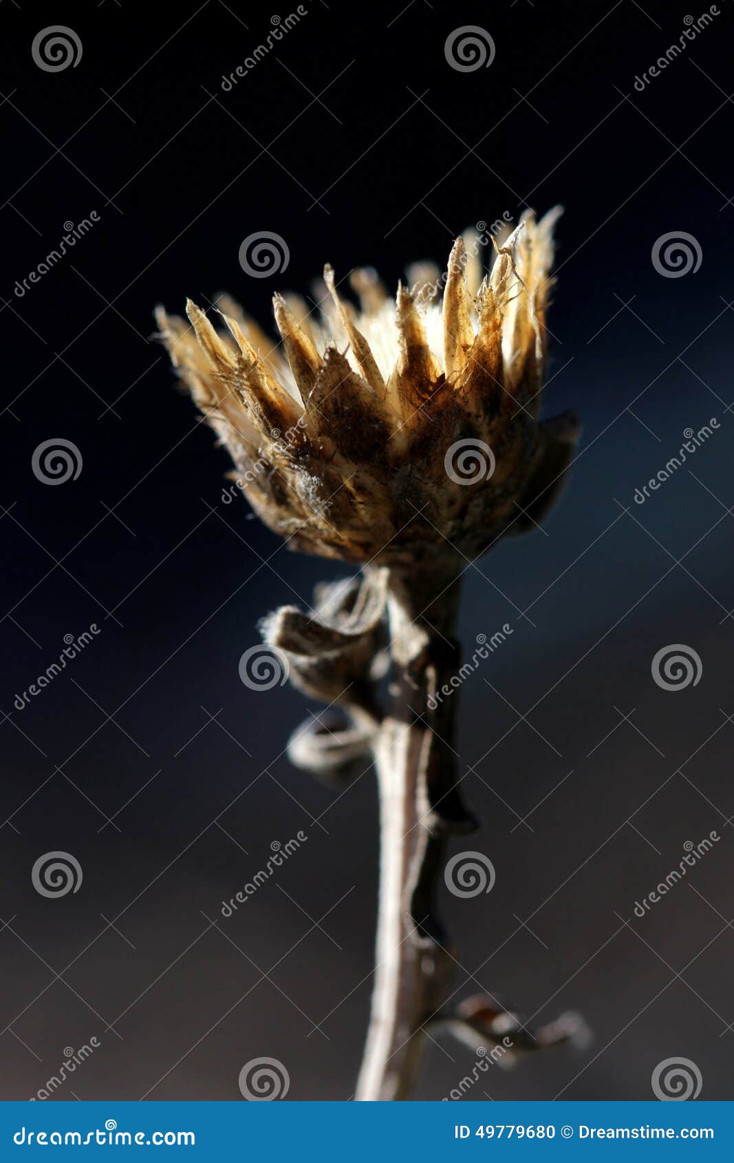 Dead Seed Pod stock photo. Image of perched, emerald - 49779680