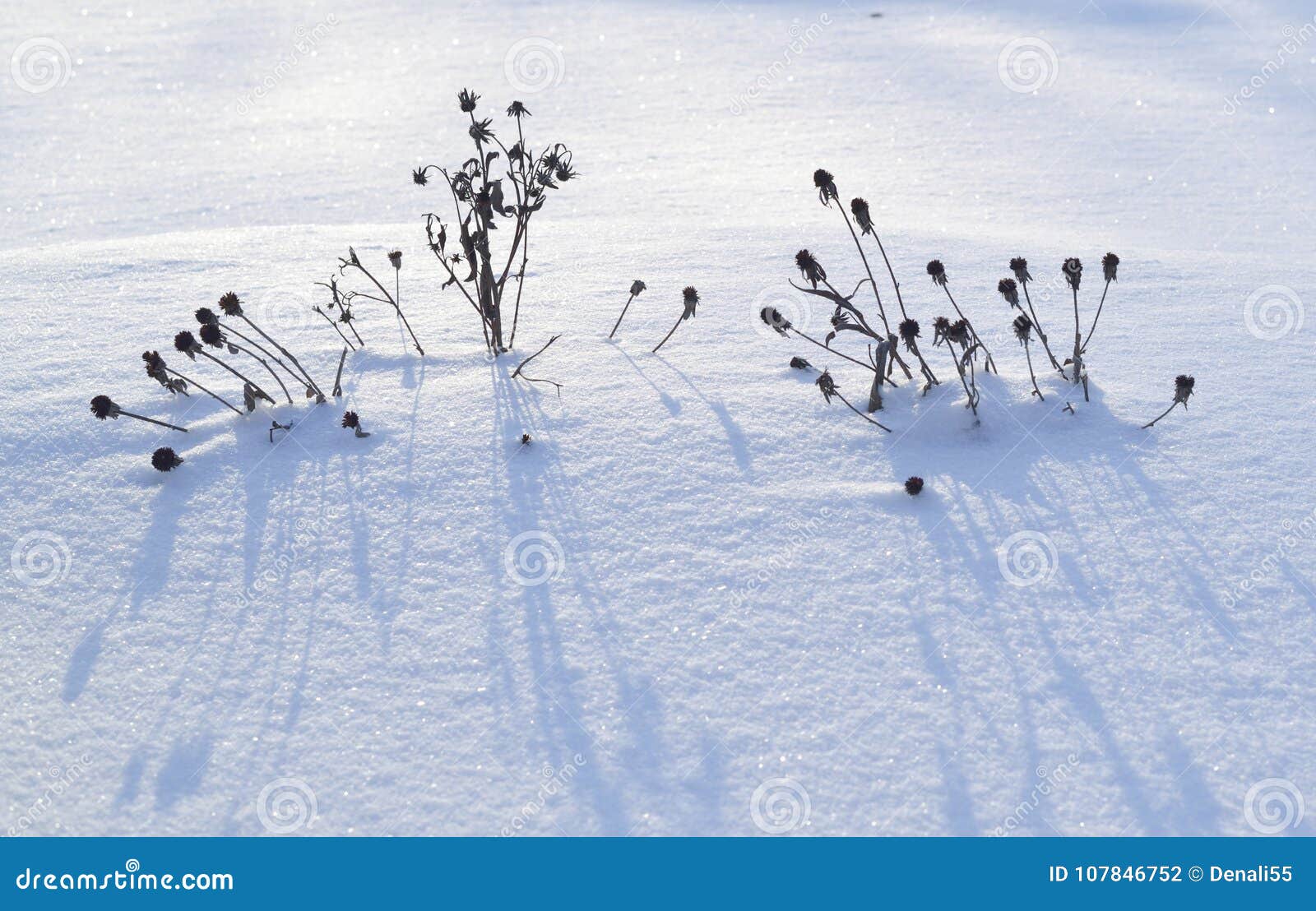 Dead Seed Pods in Winter Snow. Stock Photo - Image of pure, white ...