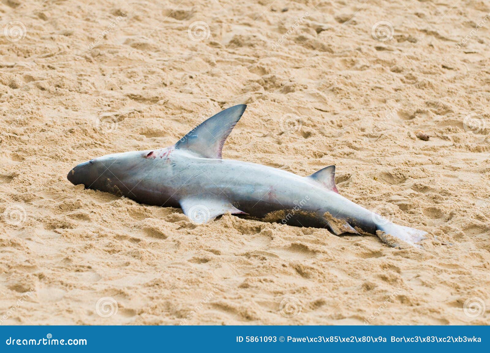 Dead shark on beach stock image. Image of excite, motion - 5861093