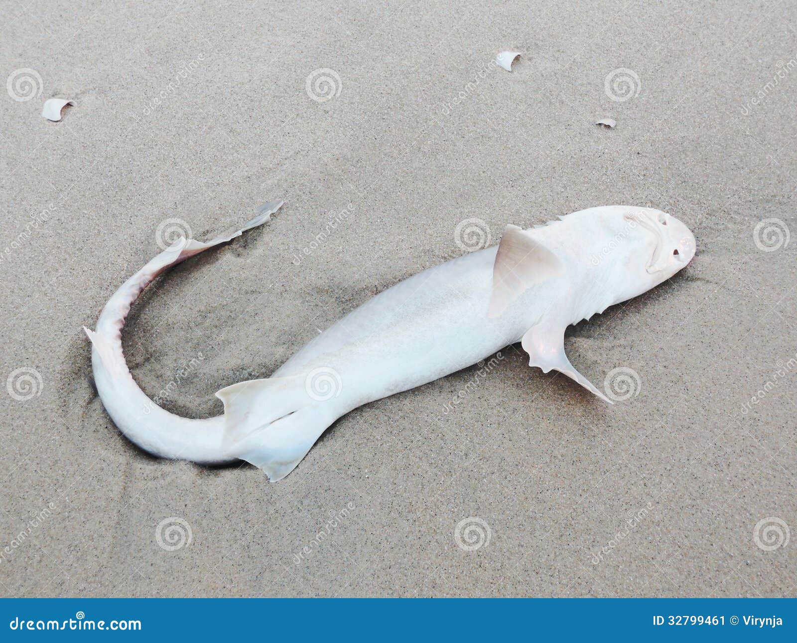 Dead shark stock image. Image of ocean, travel, motion - 32799461