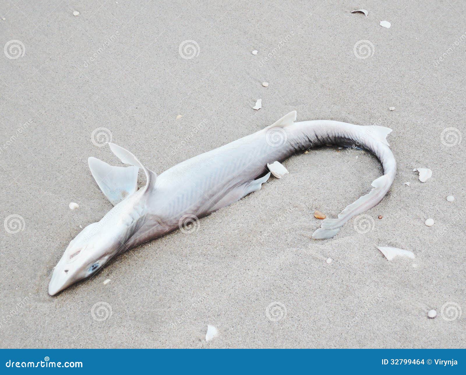 Dead shark stock photo. Image of travel, shore, intense - 32799464
