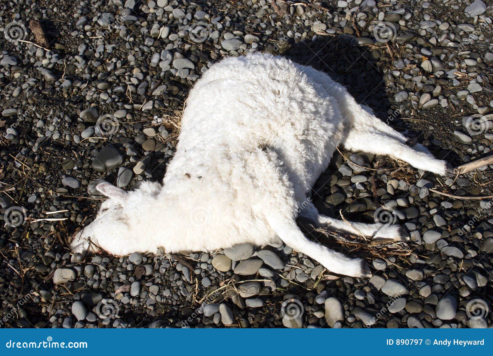 Dead Sheep 04 stock image. Image of stone, lamb, animal - 890797