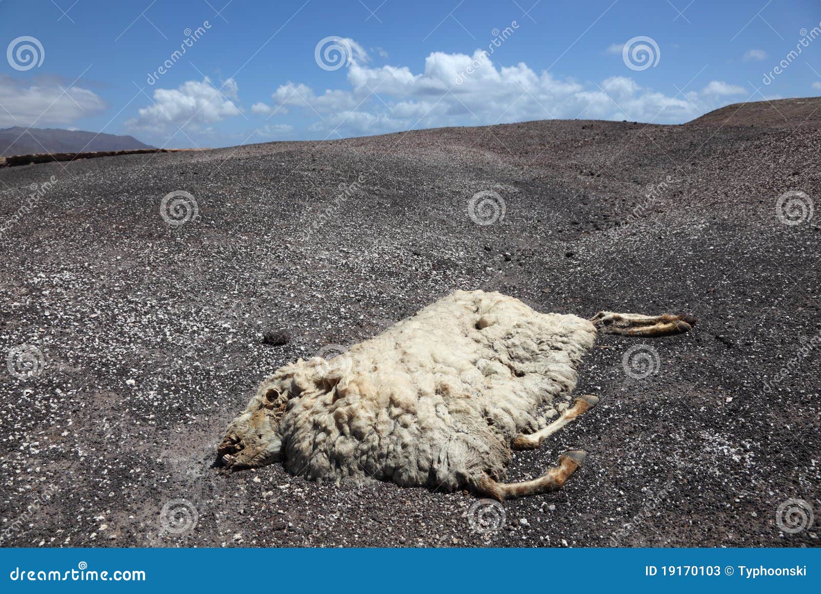Dead sheep stock image. Image of canary, kill, sheep - 19170103