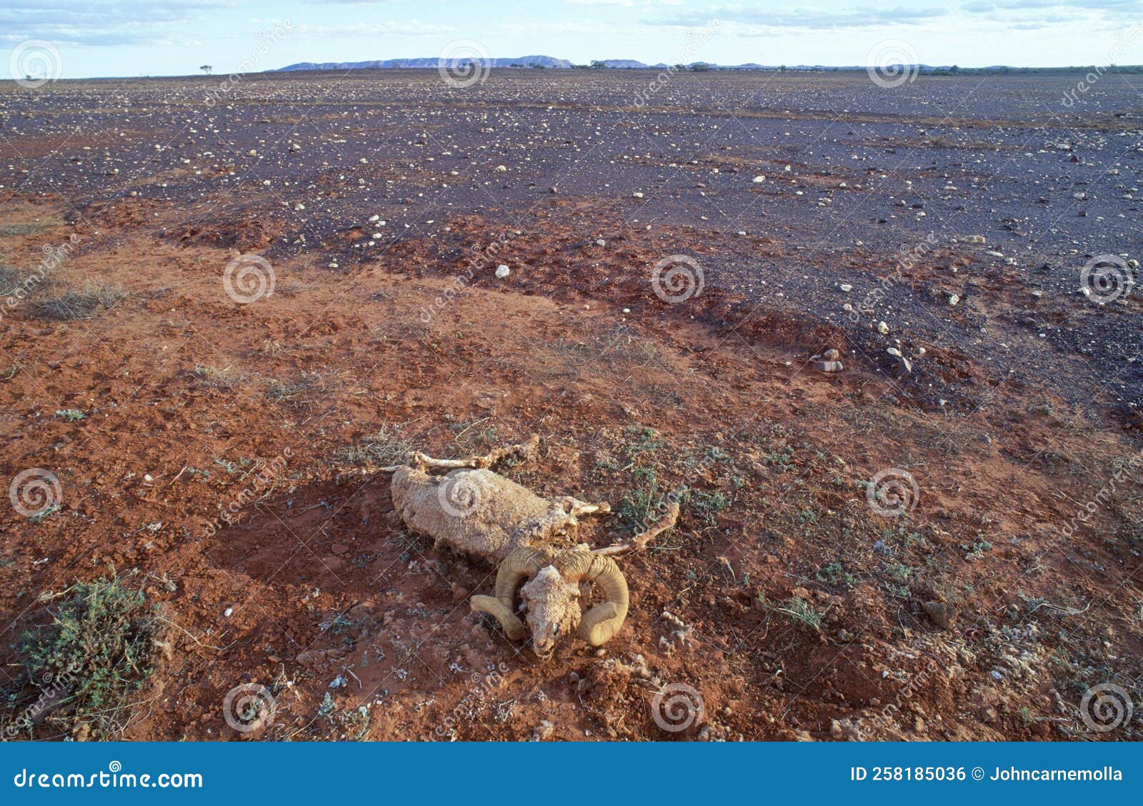 Dead Sheep Near Whitecliffs. Stock Photo - Image of desert, nature ...