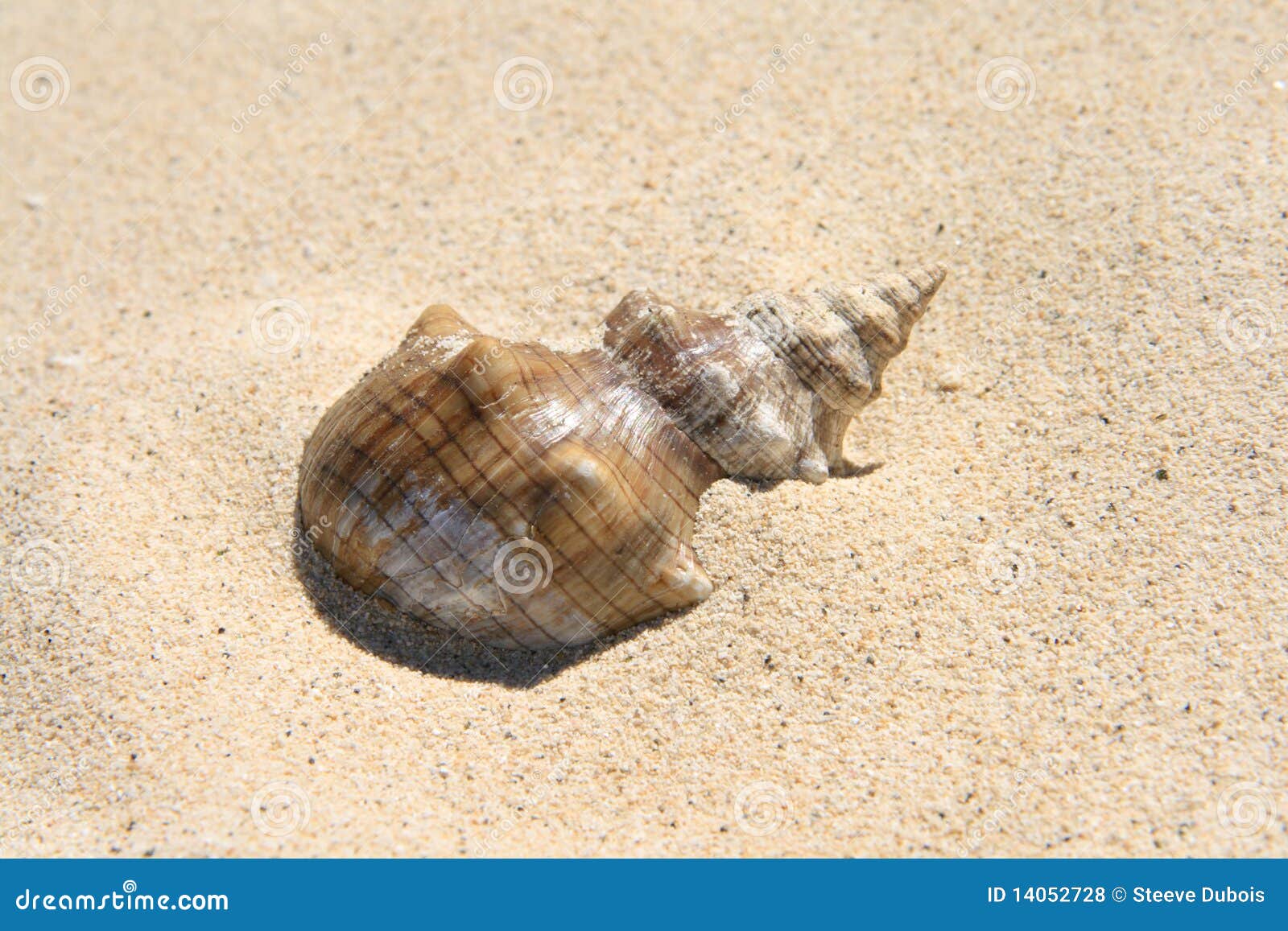 Dead Shell Buried in the Sand Stock Photo - Image of tropical, tulip ...