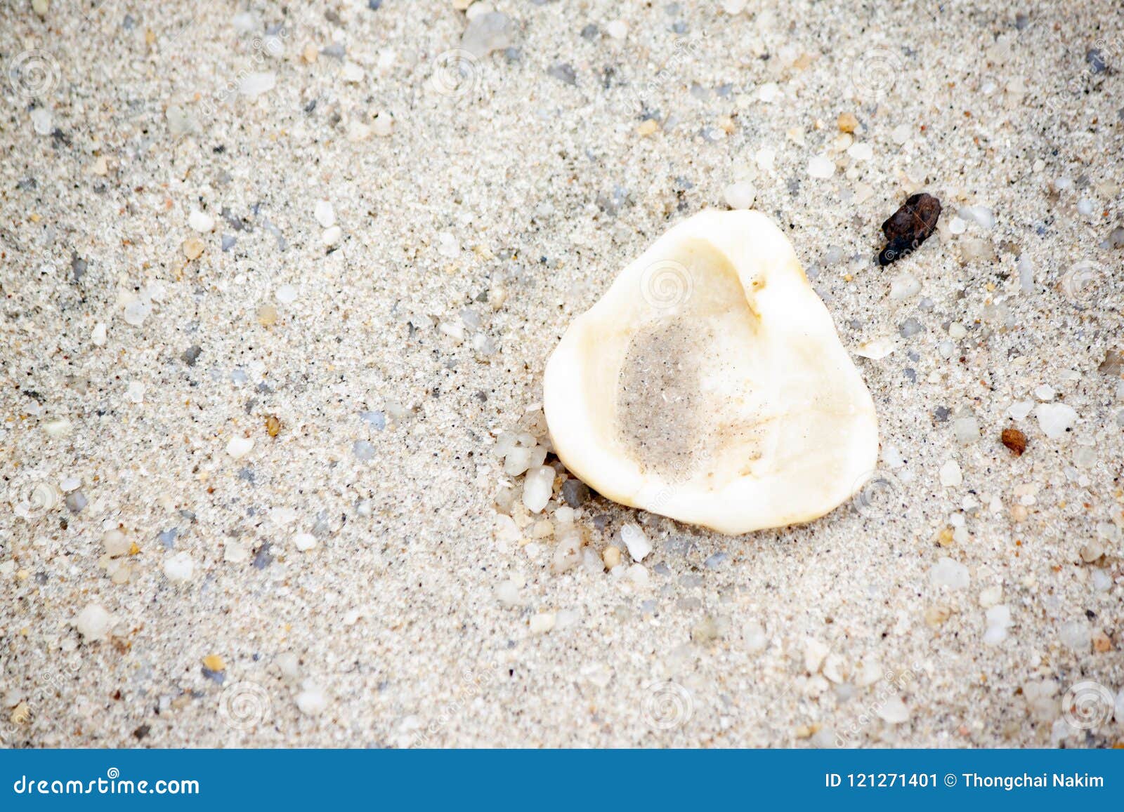 The Dead Shell is on the Sand. Stock Image - Image of rock, closeup ...