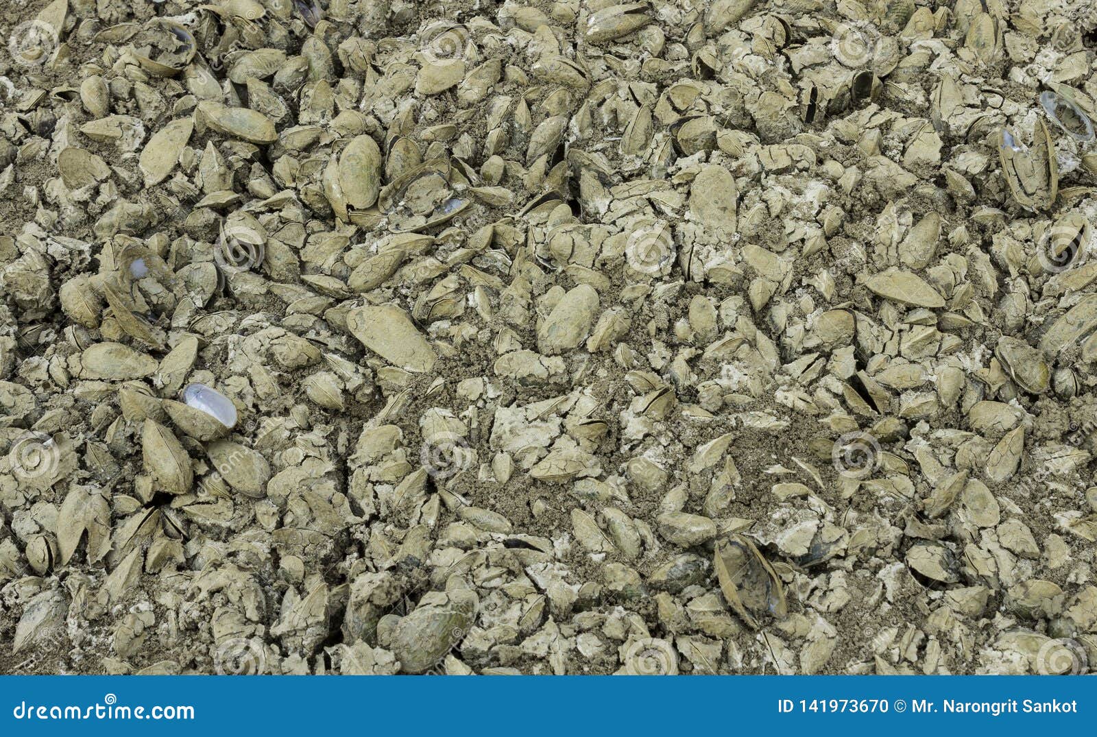 Dead shellfish stock photo. Image of global, environment - 141973670