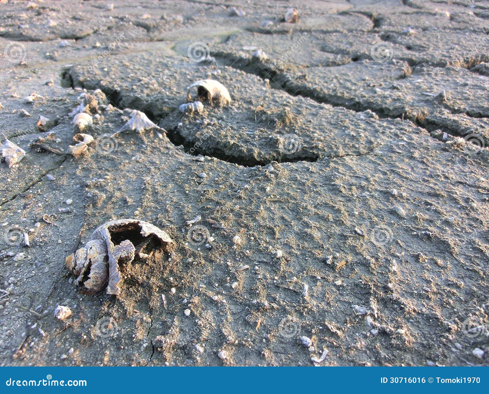 Dead Shells on the Cracked Land Stock Photo - Image of breaking ...