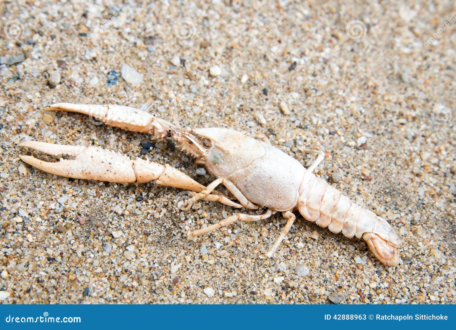 Dead Shrimp Out into the Wider Stock Image - Image of food, appetizer ...