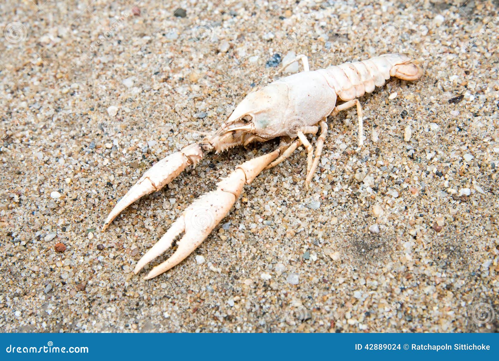 Dead Shrimp Out into the Wider Stock Photo - Image of dinner ...