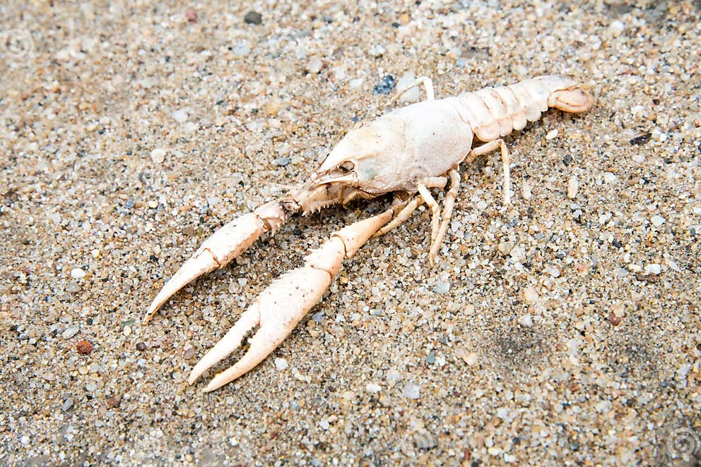 Dead Shrimp Out into the Wider Stock Photo - Image of dinner ...