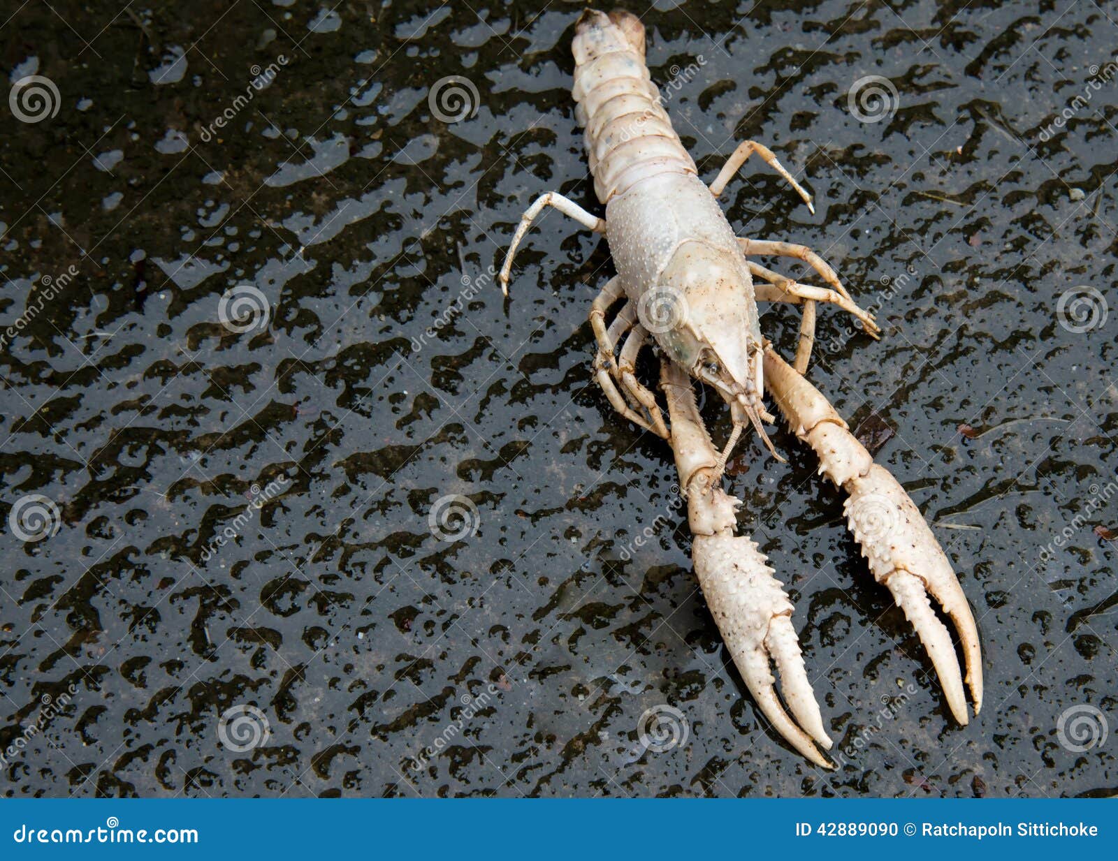 Dead shrimp out into the stock photo. Image of closeup - 42889090
