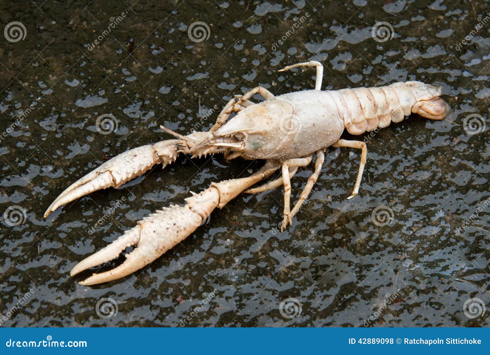 Dead shrimp out into the stock photo. Image of delicious - 42889098