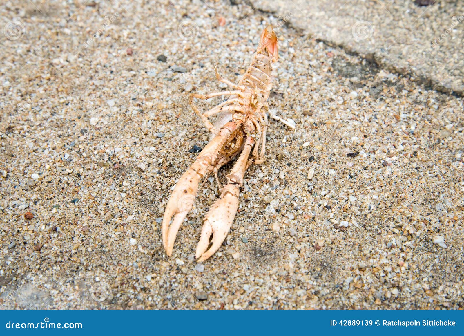 Dead shrimp out into the stock image. Image of dish, large - 42889139