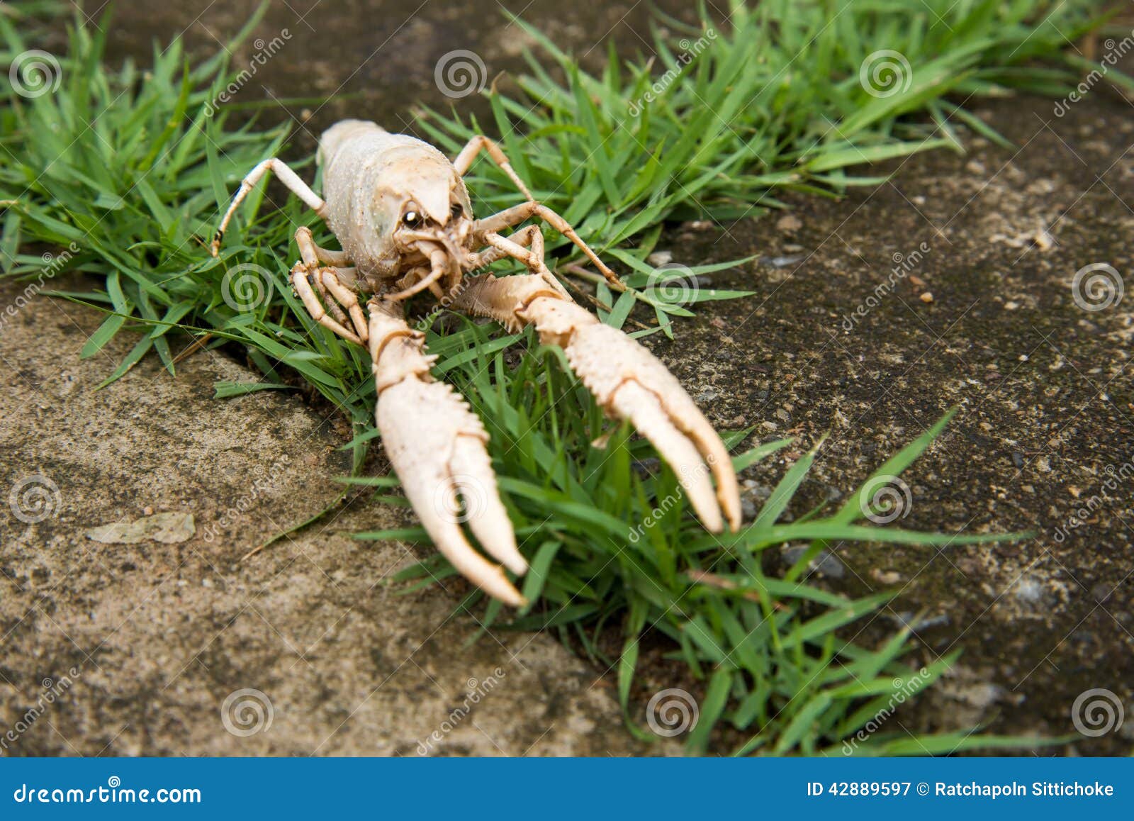 Dead shrimp out into the stock image. Image of dinner - 42889597