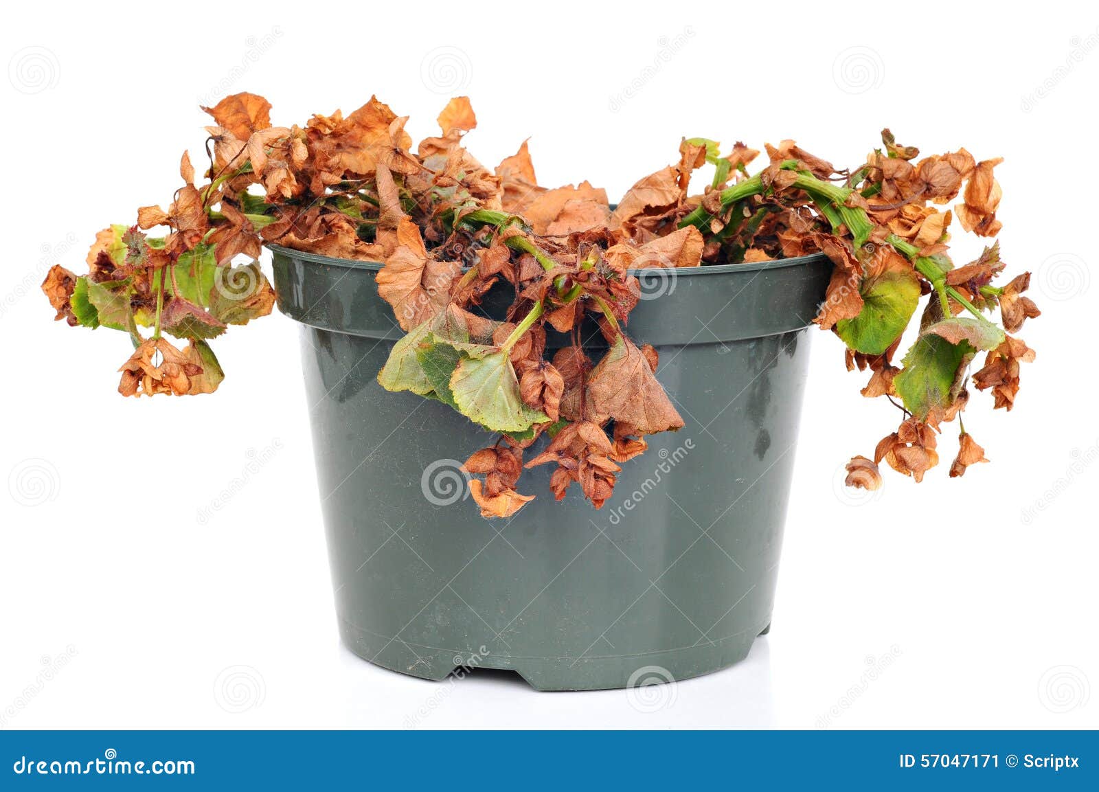 A Dead Plant Of Platycerium Bifurcatum (Tanduk Paku) Stock Image ...